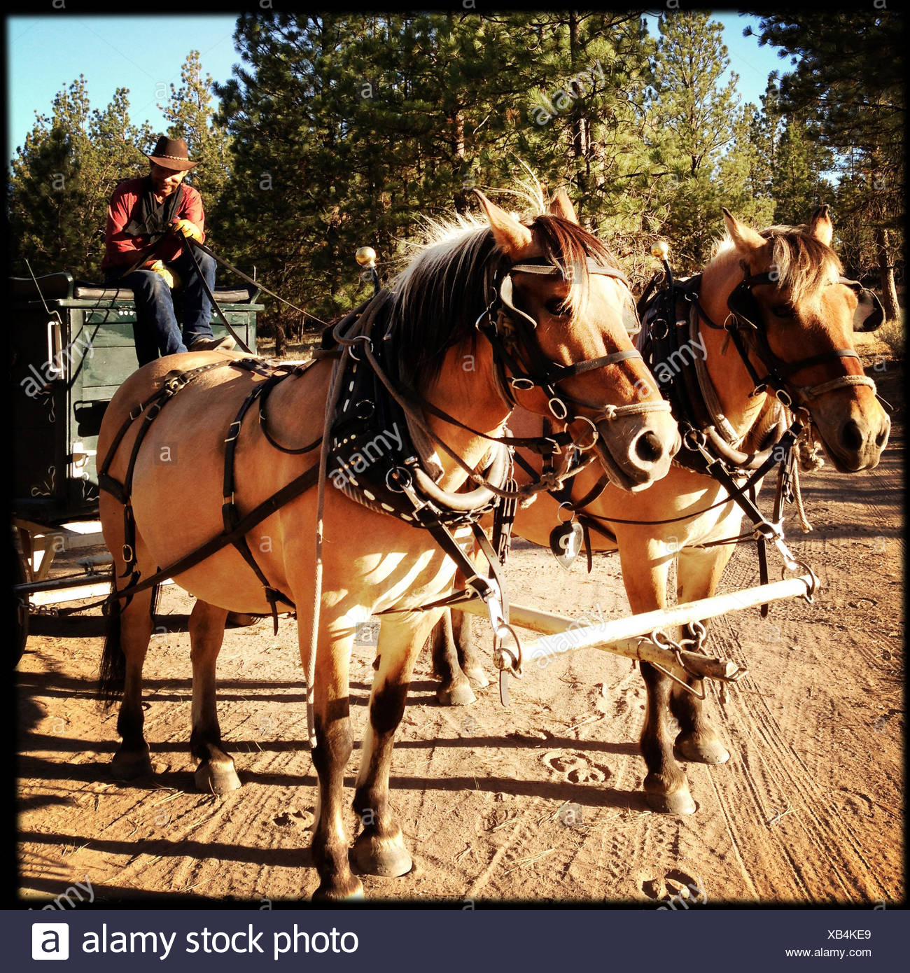 Horse Pulling Carriage Stock Photos & Horse Pulling Carriage Stock ...