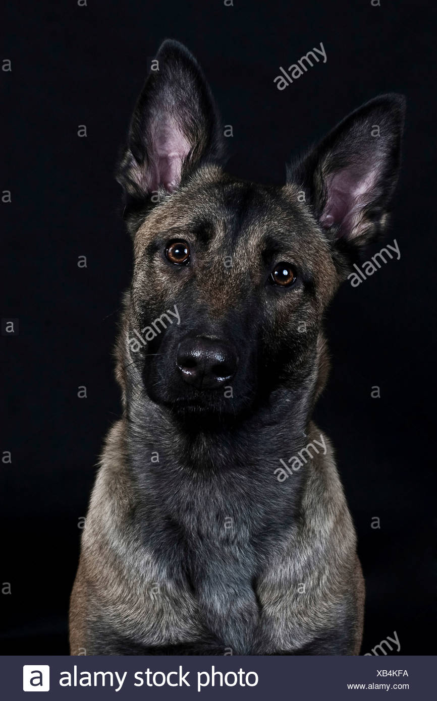 Dutch Dog Breed High Resolution Stock Photography and Images - Alamy