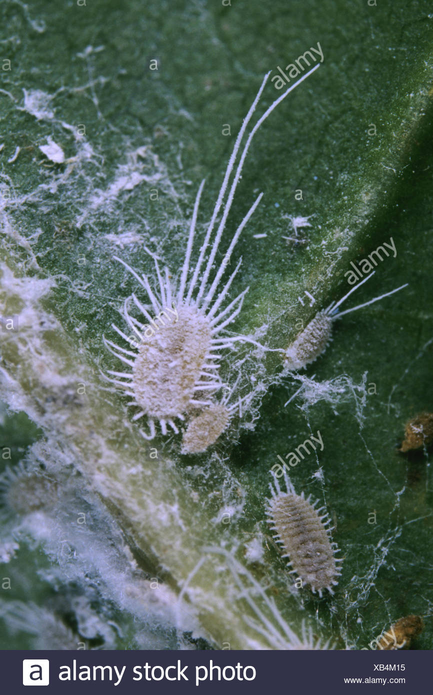 Adult And Larvae High Resolution Stock Photography and Images - Alamy