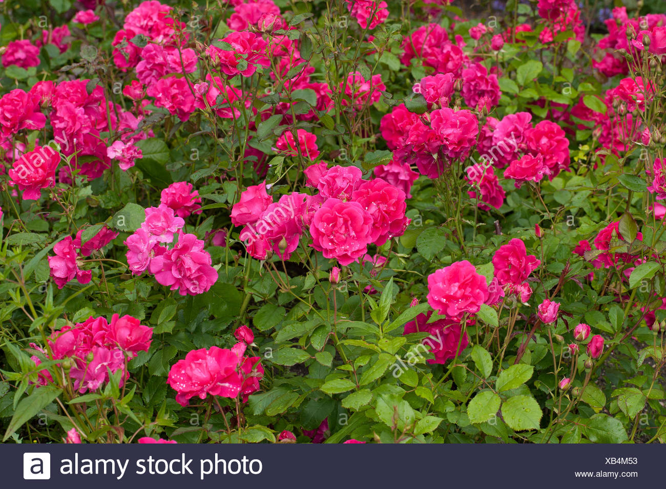 Polyantha Shrub Rose High Resolution Stock Photography and Images - Alamy