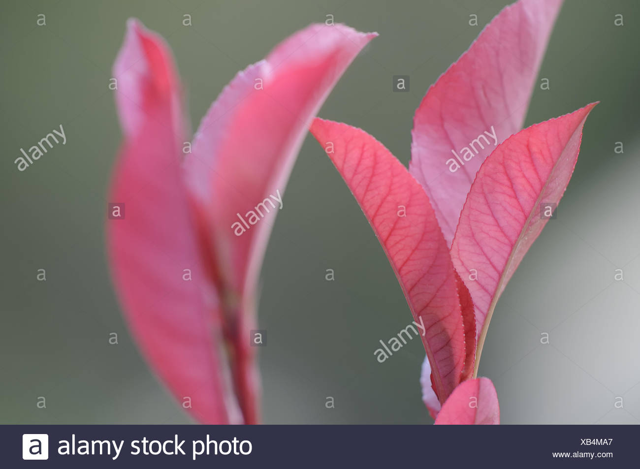 Photinia Red Robin Tree High Resolution Stock Photography and Images ...