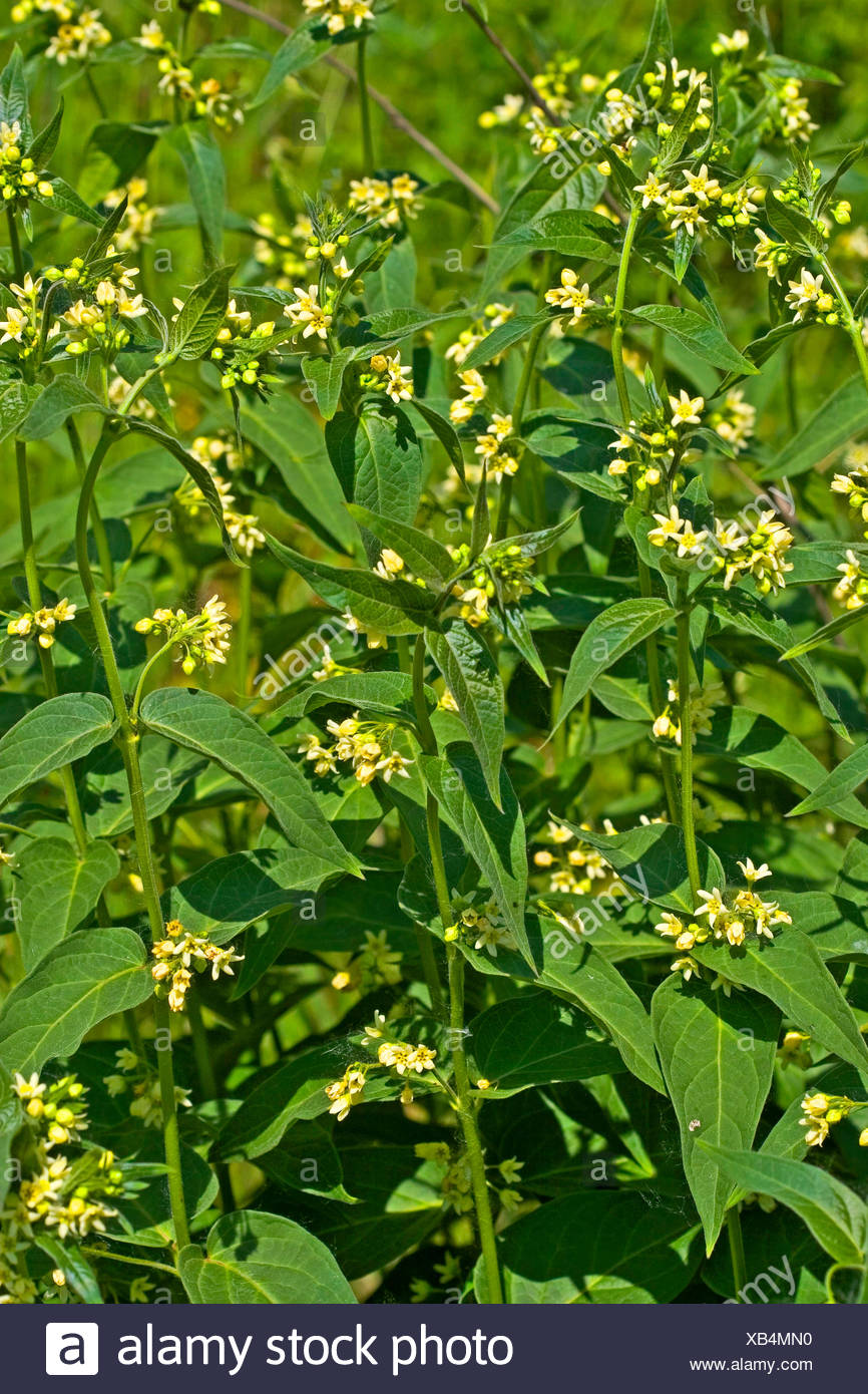 Swallowwort High Resolution Stock Photography and Images - Alamy