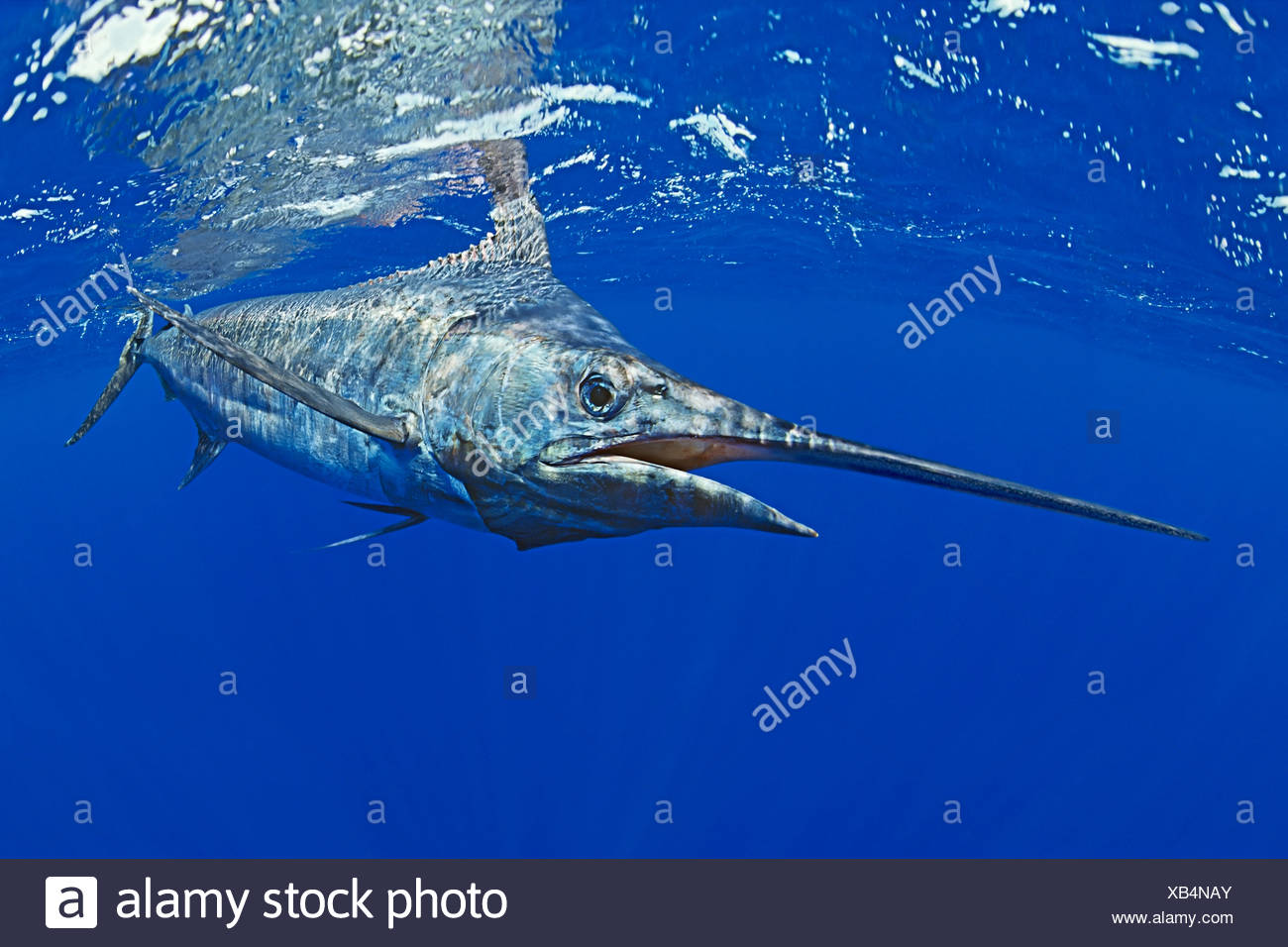 Marlin High Resolution Stock Photography and Images - Alamy