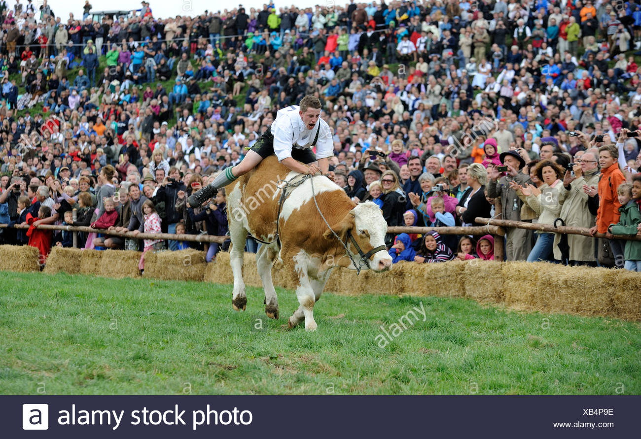 Ox Race Stock Photos & Ox Race Stock Images - Alamy