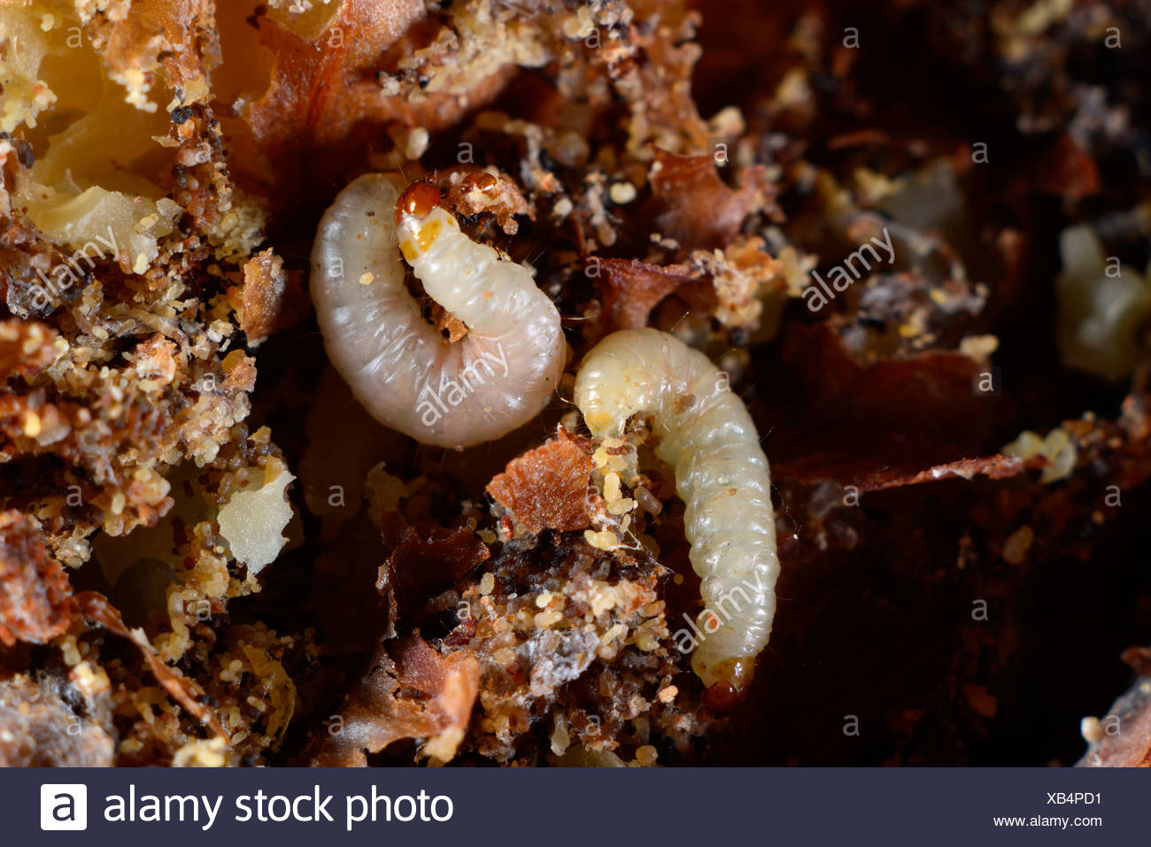 Walnut Caterpillar Moth High Resolution Stock Photography and Images ...