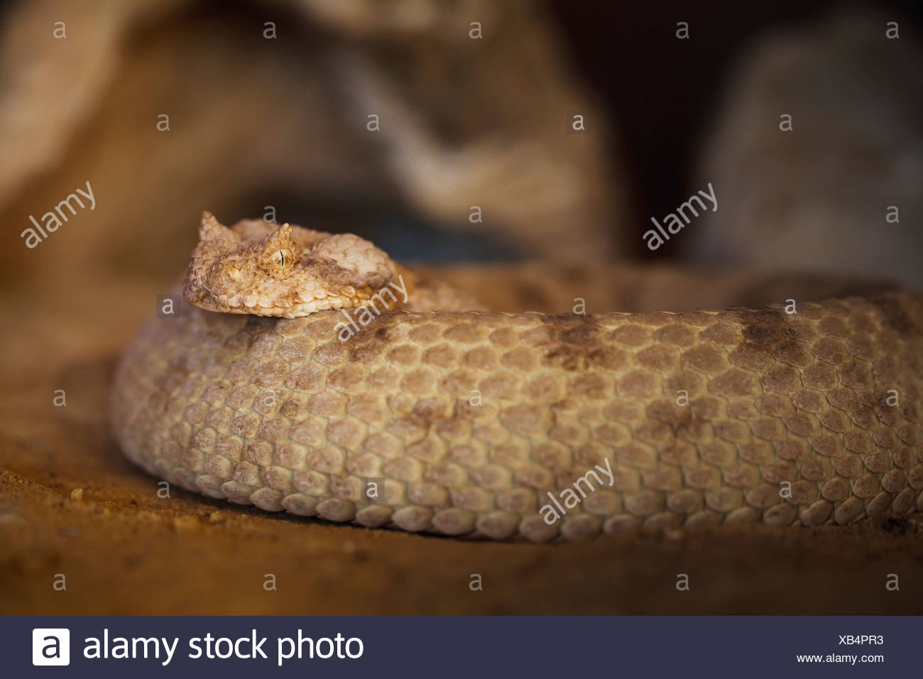 Snakes Of Israel High Resolution Stock Photography and Images - Alamy