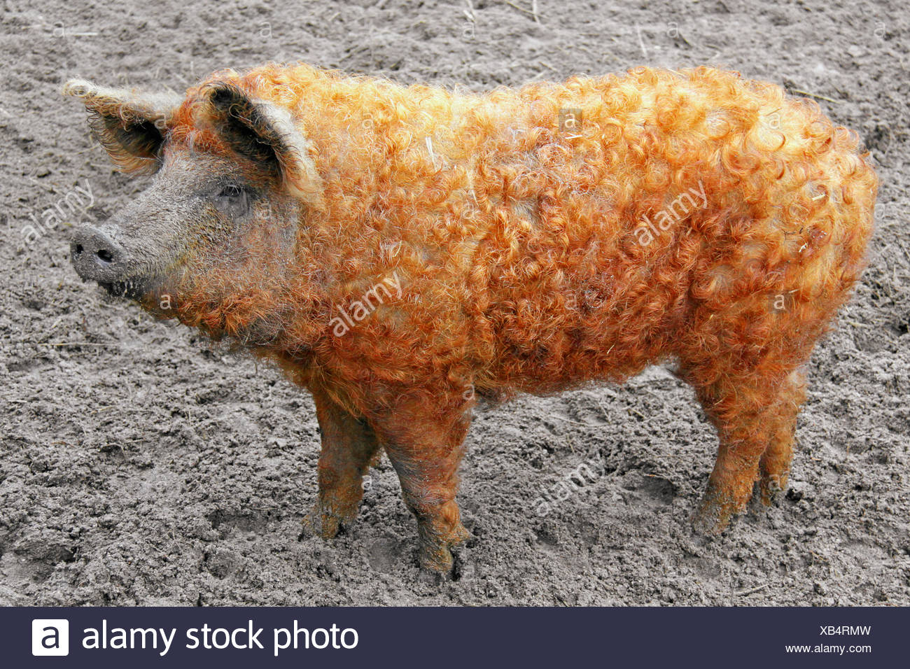 Curly Haired Pig High Resolution Stock Photography and Images - Alamy Curly Haired Pig High Resolution Stock Photography and Images - Alamy
