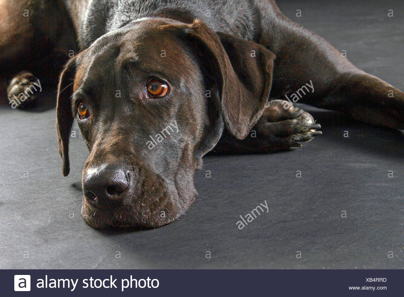 Labrador In Water High Resolution Stock Photography and Images - Alamy