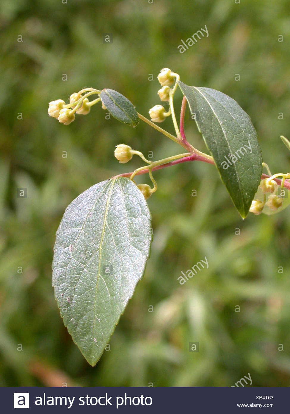 Aristotelia Chilensis High Resolution Stock Photography and Images - Alamy
