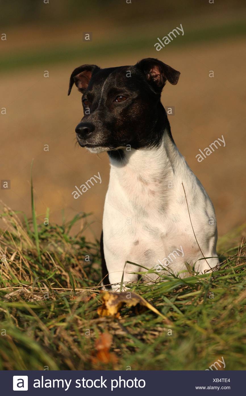 Black And White Jack Russell Stock Photos & Black And White Jack ...