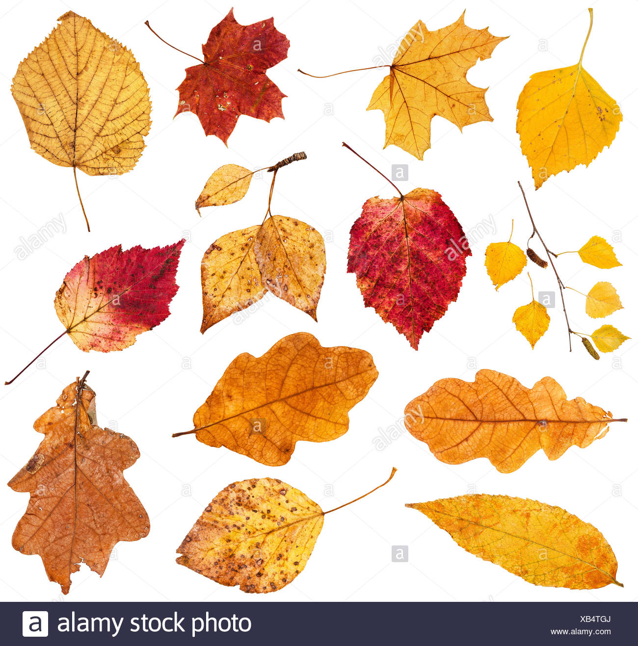 Acer Tree Dead High Resolution Stock Photography and Images - Alamy