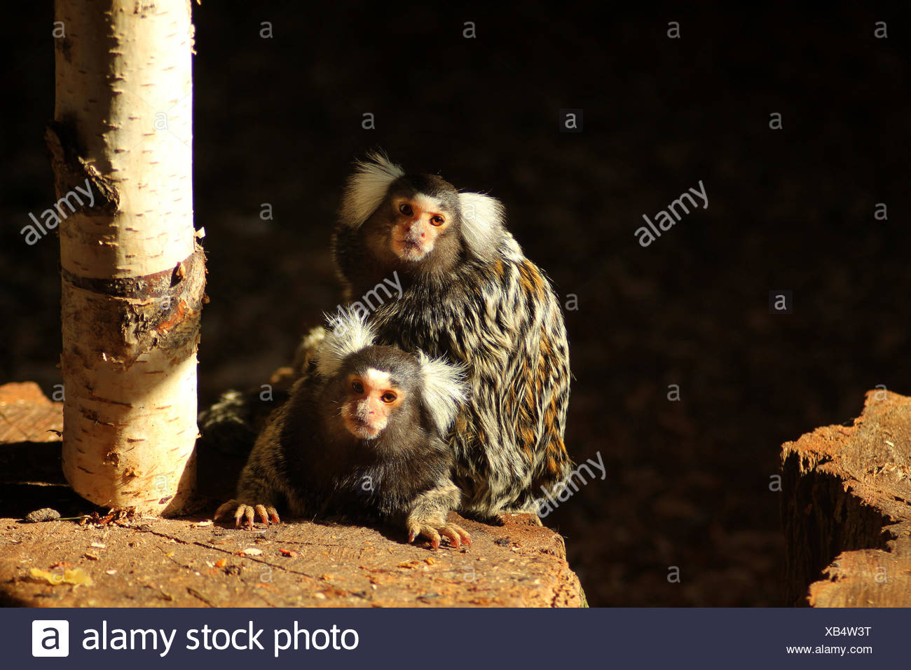 Monkey Claw High Resolution Stock Photography and Images - Alamy