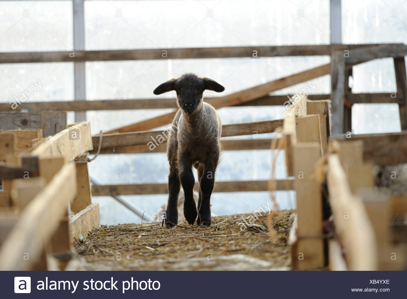 Sheepfold High Resolution Stock Photography and Images - Alamy