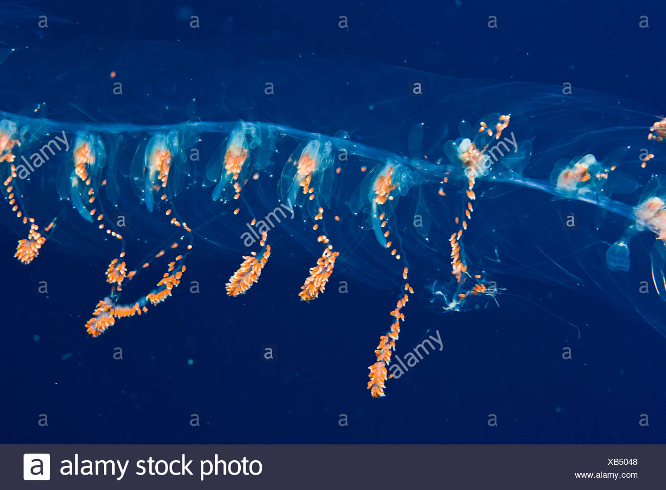 Urochordata Stock Photos & Urochordata Stock Images - Alamy