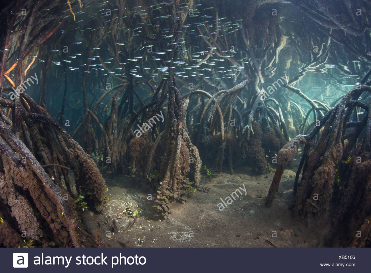 Mangrove Rhizophora Sp High Resolution Stock Photography and Images - Alamy