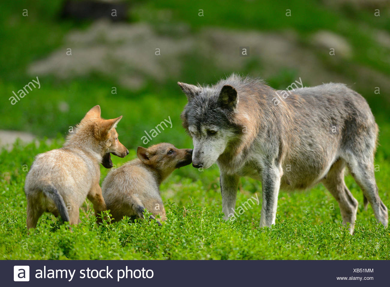 Three Cups Game High Resolution Stock Photography and Images - Alamy