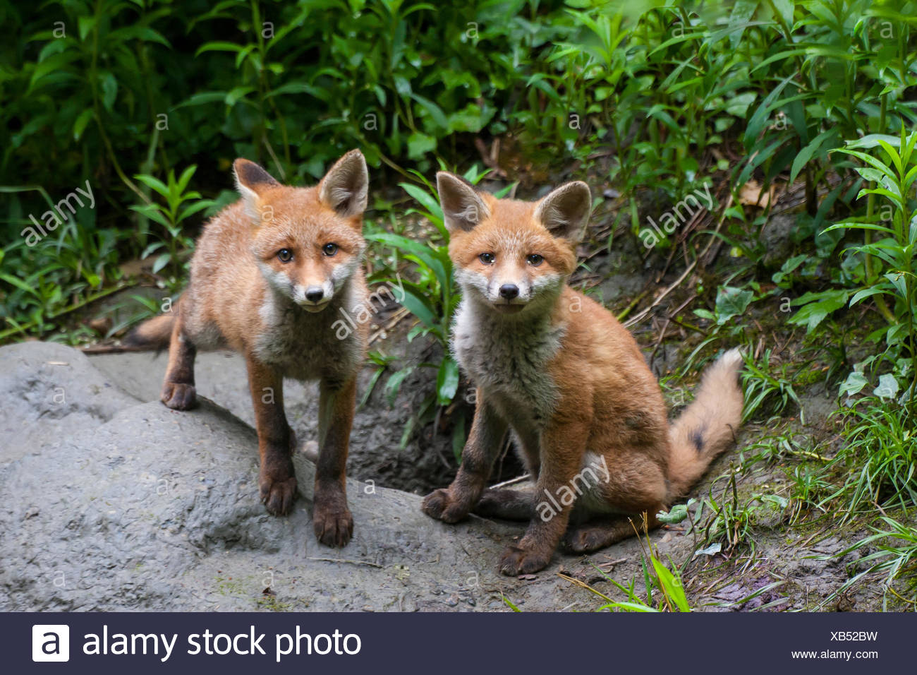 Red Fox Babies Den High Resolution Stock Photography and Images - Alamy