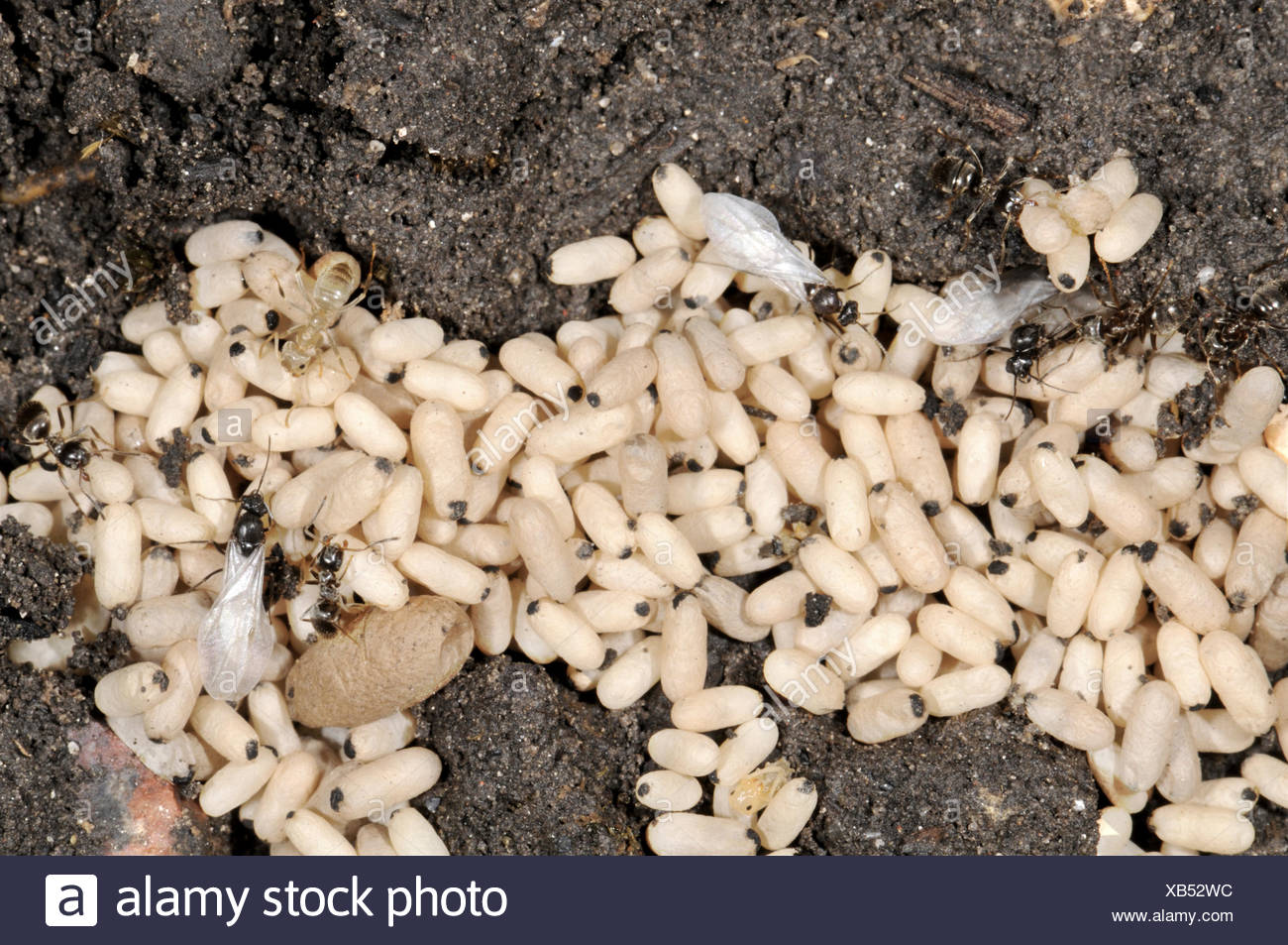 Ant Larva High Resolution Stock Photography and Images - Alamy