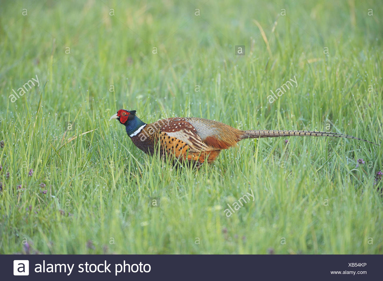 Hunting Pheasant High Resolution Stock Photography and Images - Alamy
