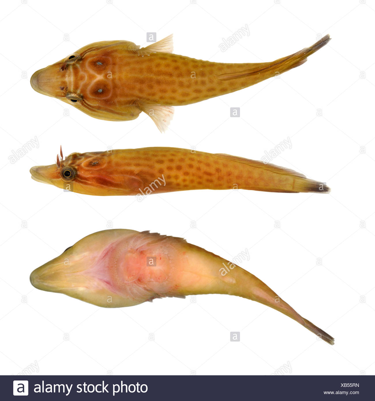 Lepadogaster High Resolution Stock Photography and Images - Alamy