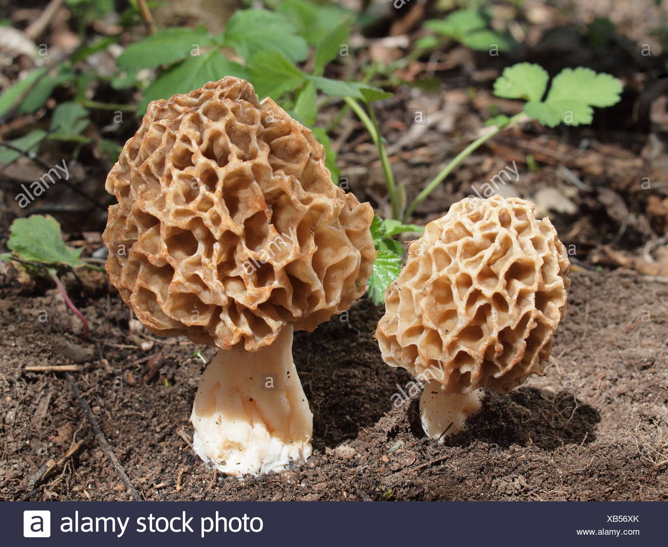 Speise Morchel High Resolution Stock Photography and Images - Alamy