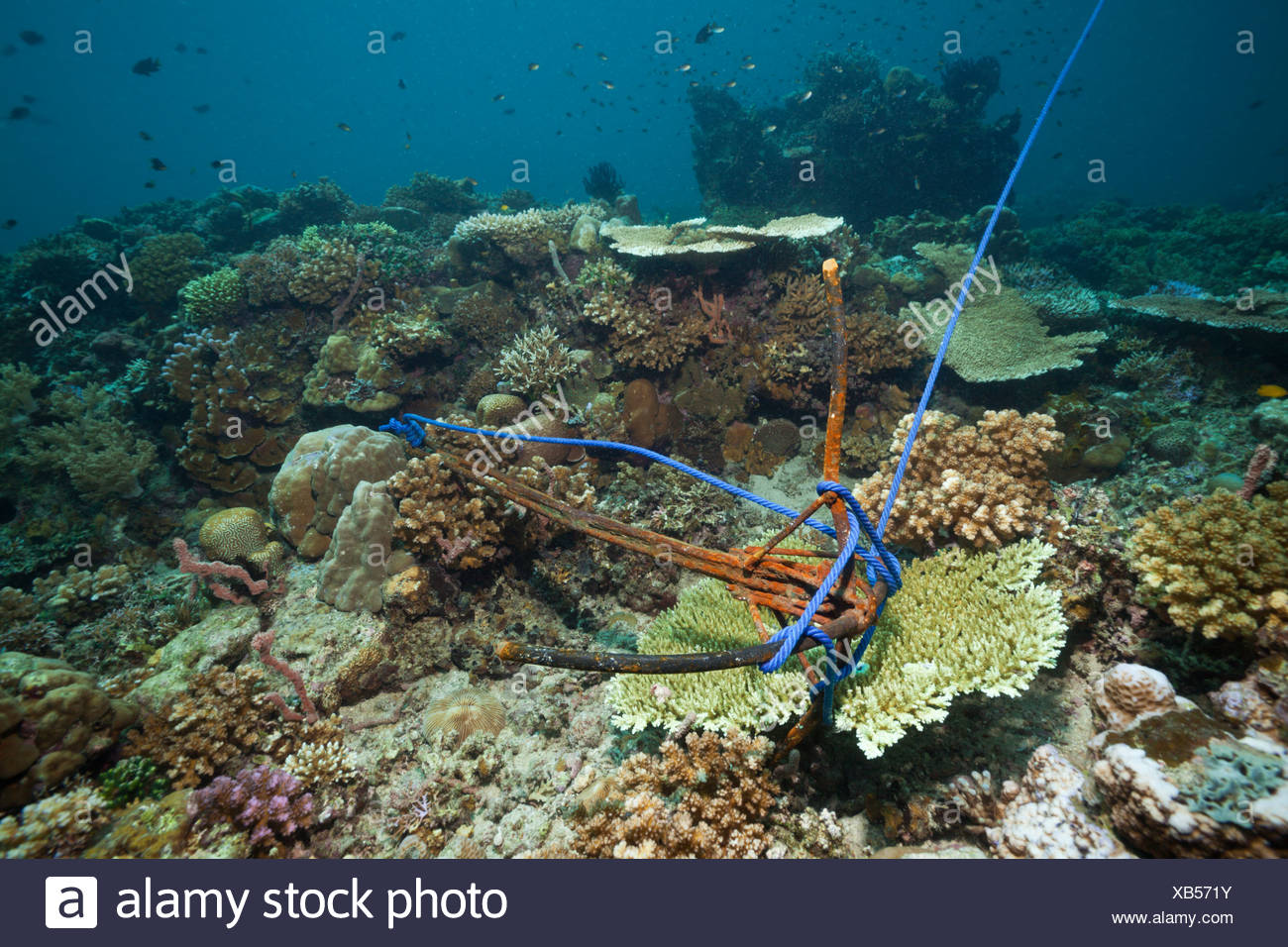 Damage To Coral Reefs High Resolution Stock Photography and Images - Alamy