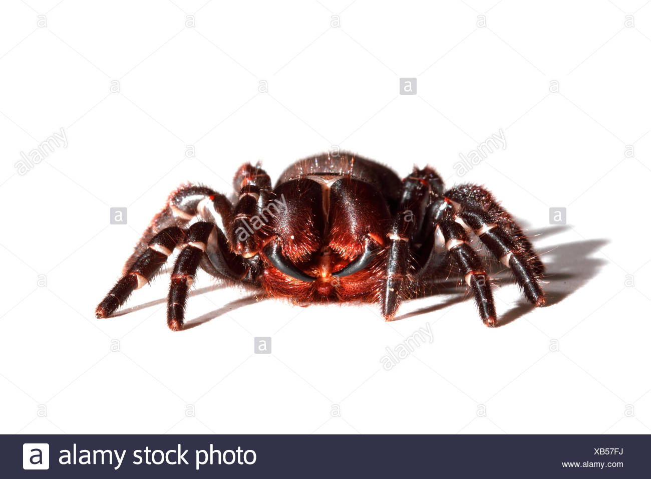 Sydney Funnel Web Spider Atrax Robustus High Resolution Stock ...