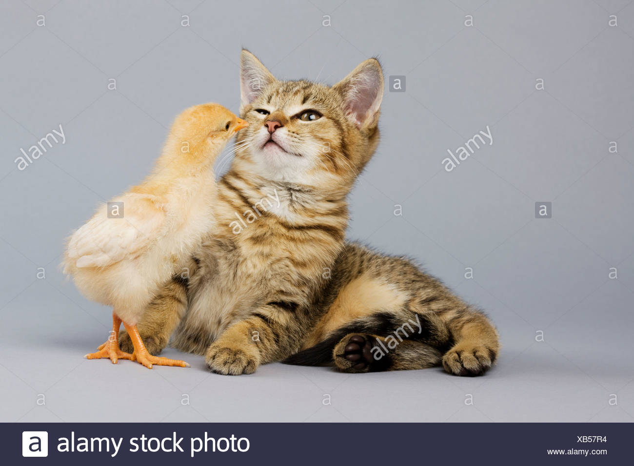 Chick And Kitten High Resolution Stock Photography and Images - Alamy