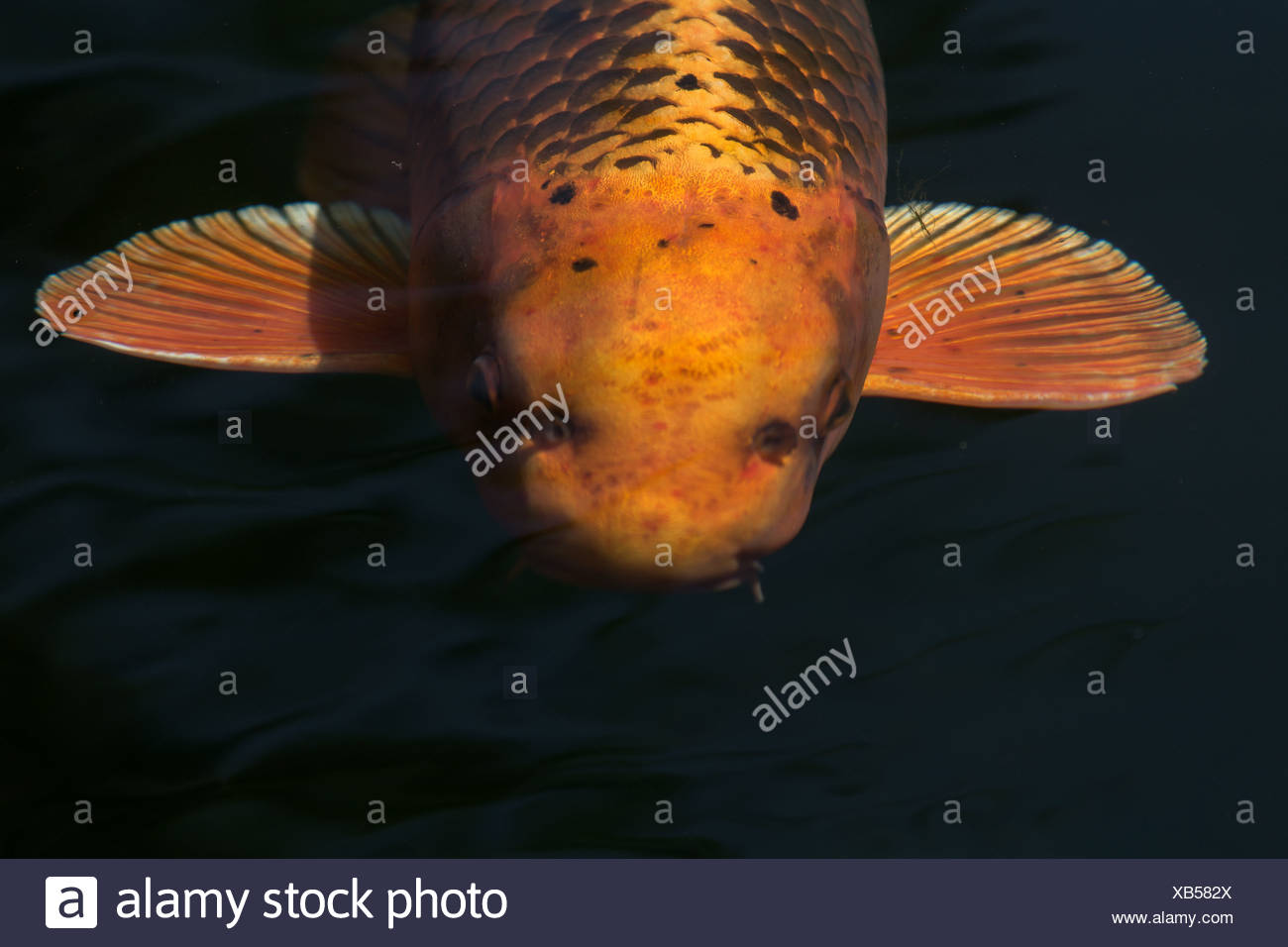 Karp High Resolution Stock Photography and Images - Alamy