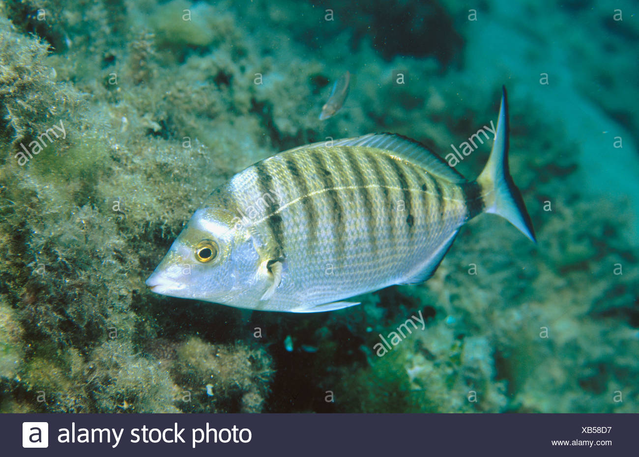 Sheepshead Fish High Resolution Stock Photography and Images - Alamy