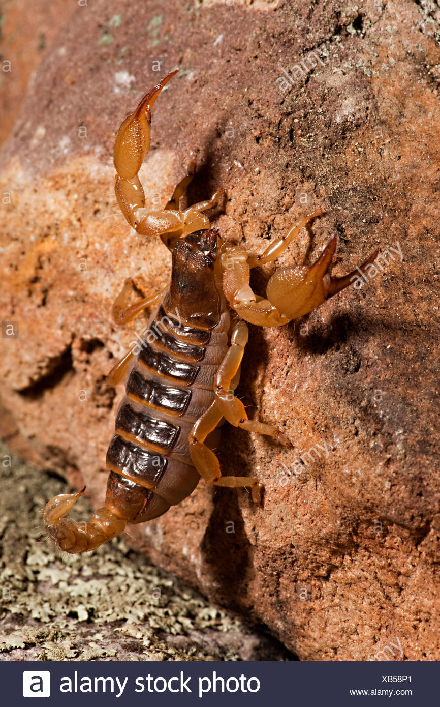 Paruroctonus High Resolution Stock Photography and Images - Alamy