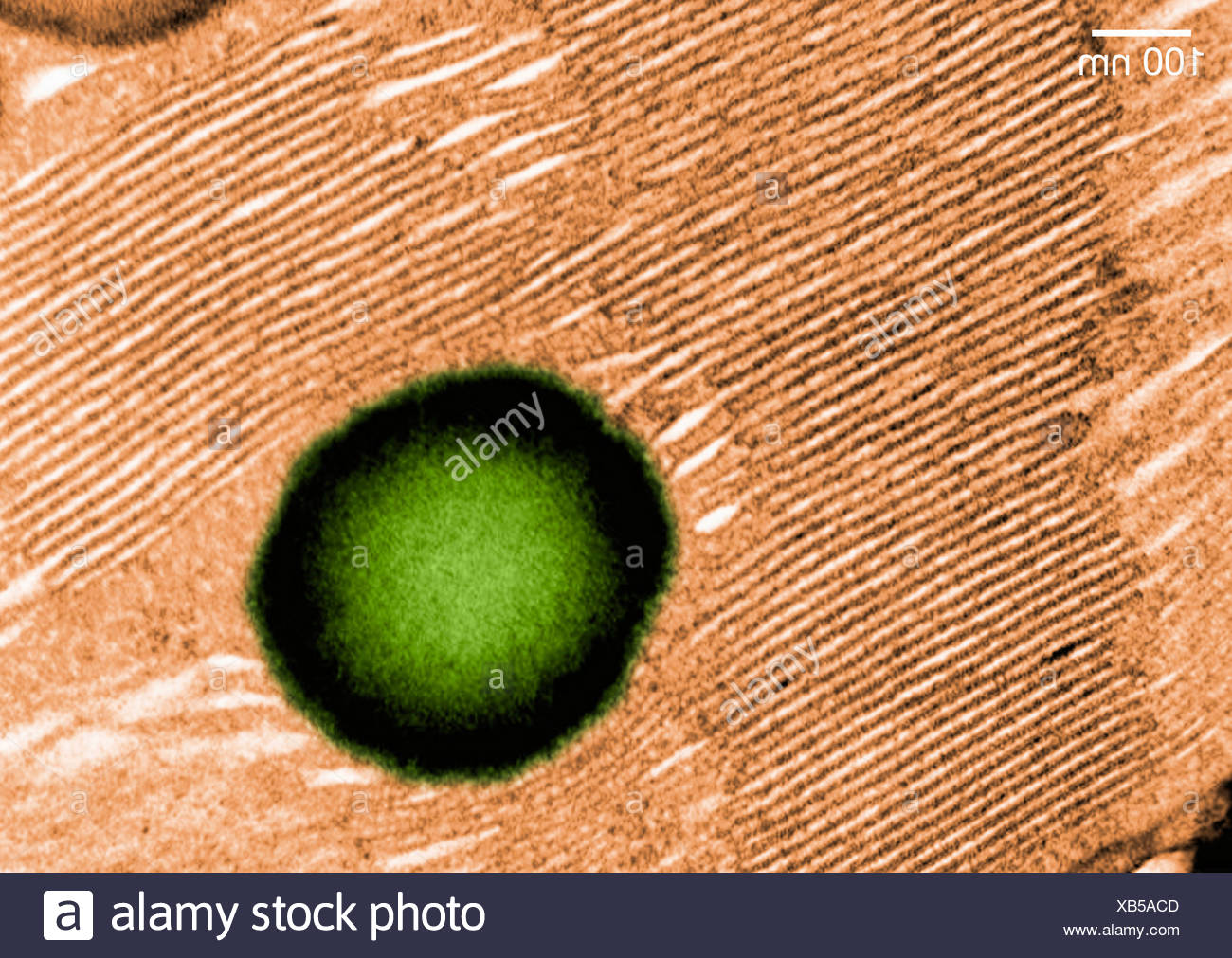 Micrograph Chloroplast High Resolution Stock Photography and Images - Alamy