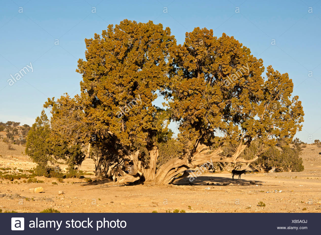 Juniperus Excelsa High Resolution Stock Photography and Images - Alamy