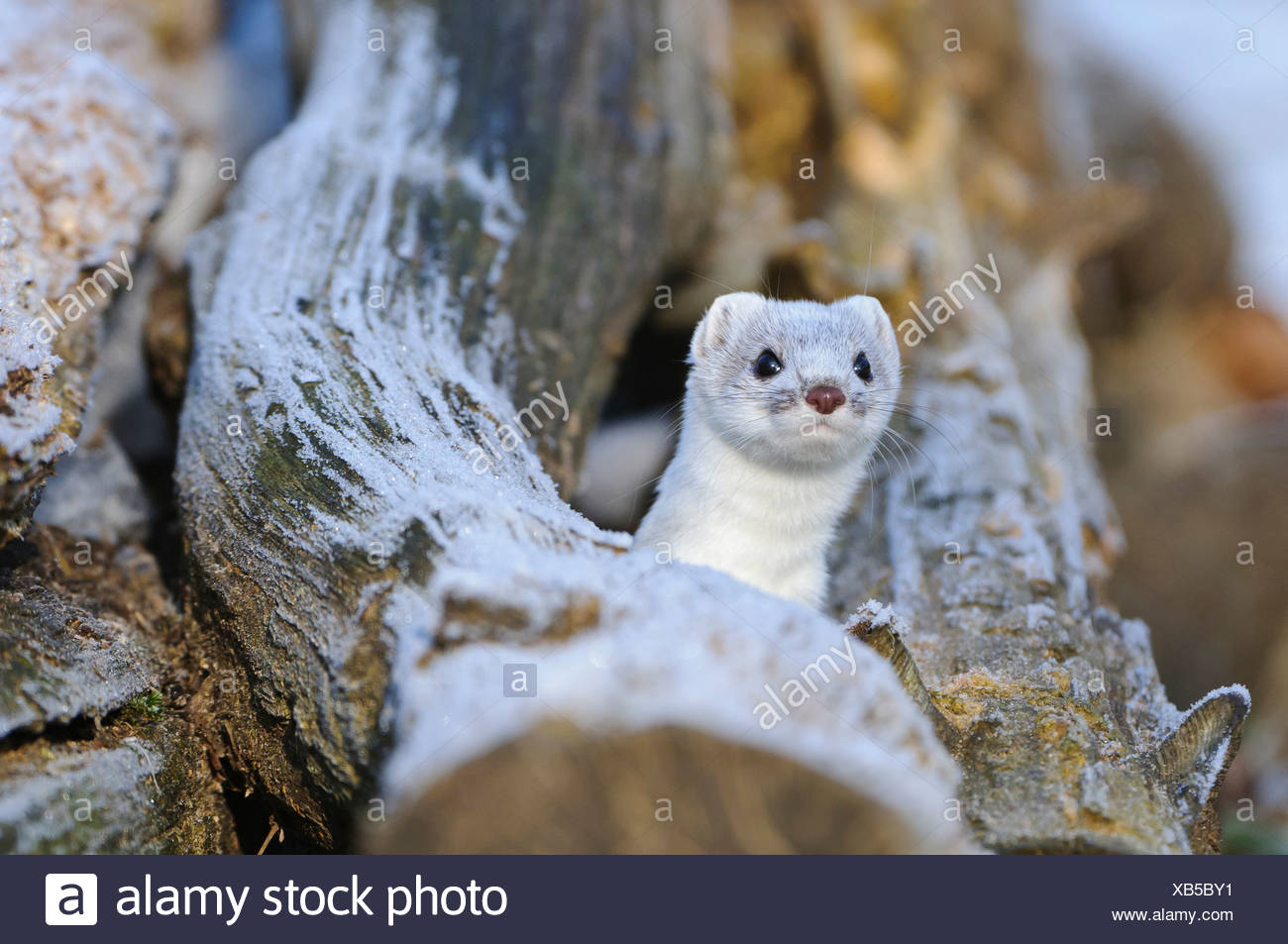 Stoat In Snow High Resolution Stock Photography and Images - Alamy