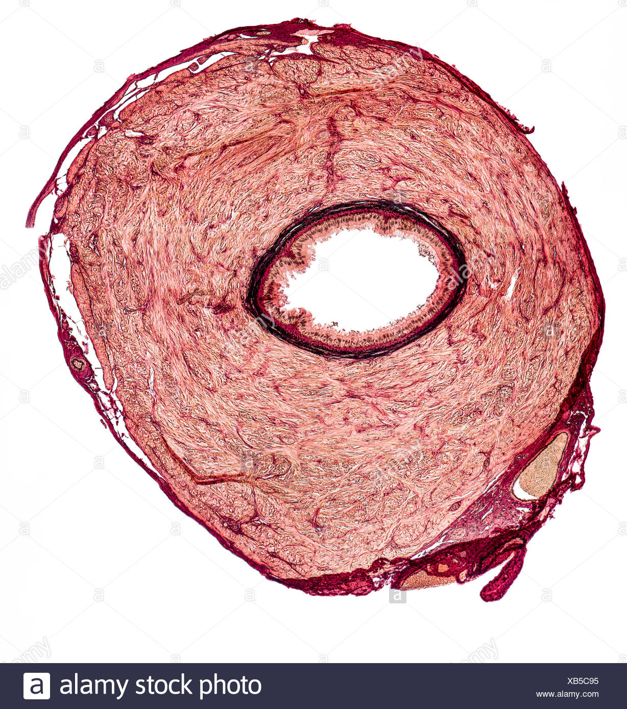 Vas Deferens High Resolution Stock Photography and Images - Alamy