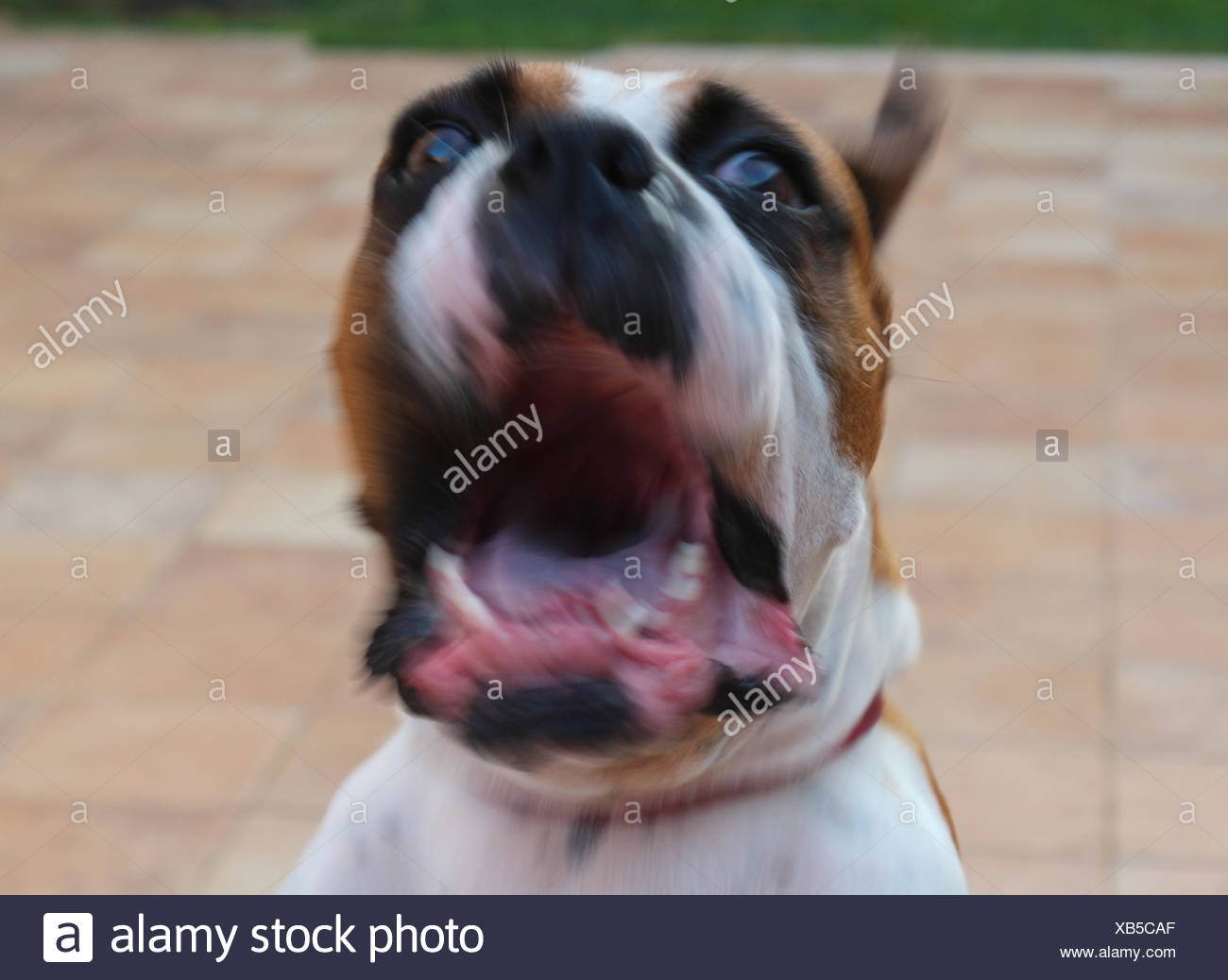 Angry Dog Teeth High Resolution Stock Photography and Images - Alamy