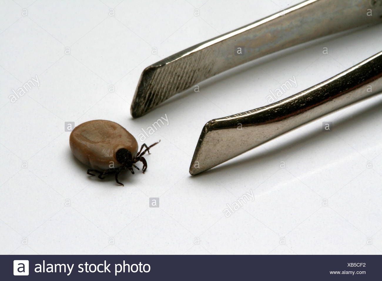 Parasite Blood Sucker High Resolution Stock Photography and Images - Alamy