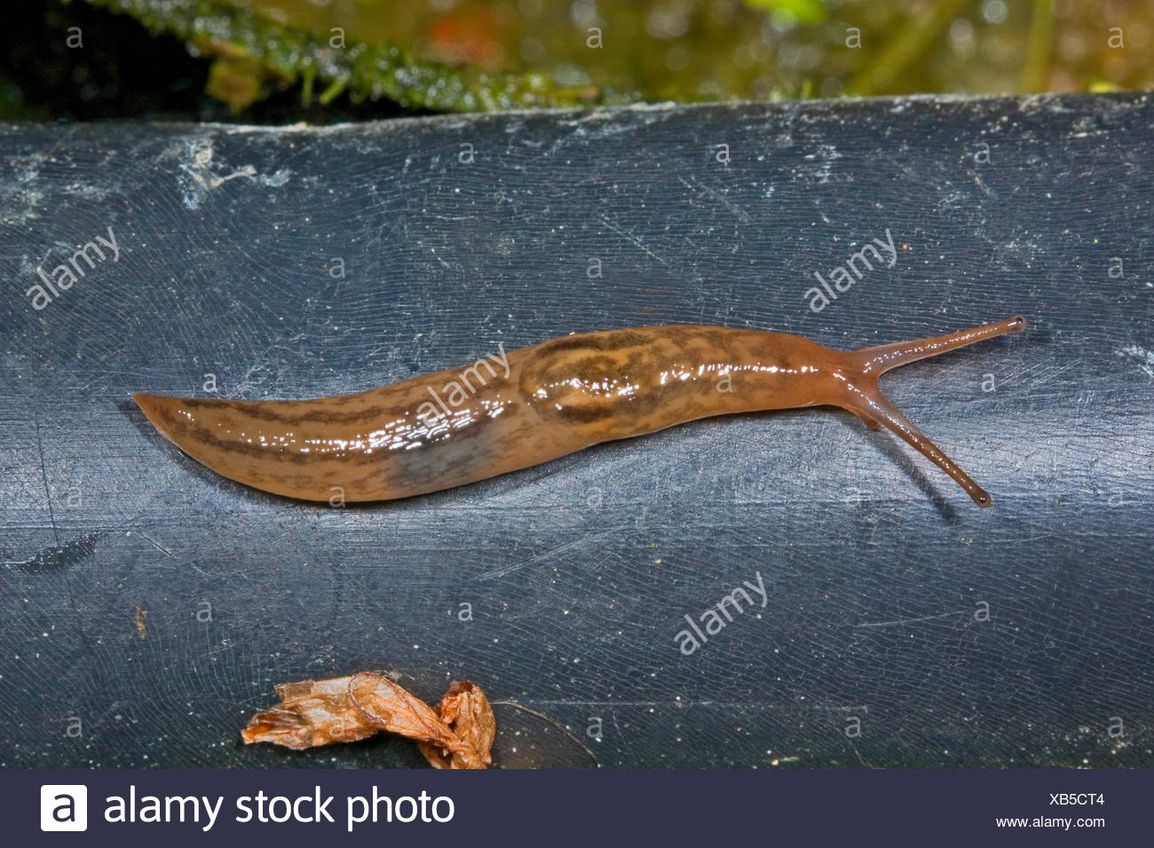 Threeband High Resolution Stock Photography and Images - Alamy