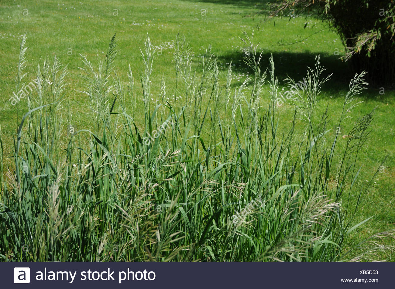 Brome Grass High Resolution Stock Photography and Images - Alamy
