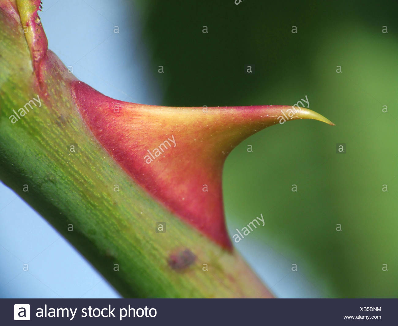 Plant Stalk High Resolution Stock Photography and Images - Alamy