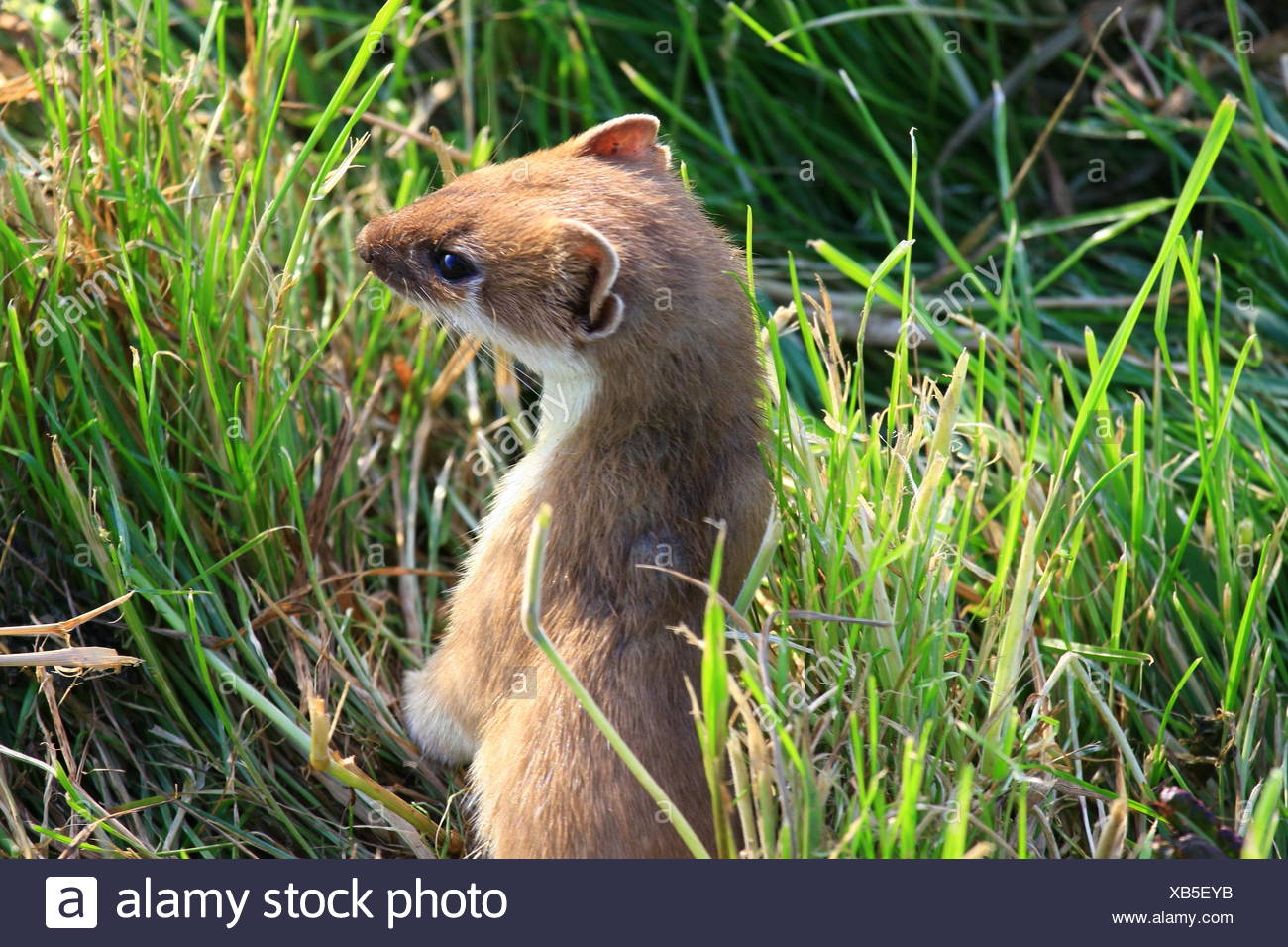 Least Weasel Stock Photos & Least Weasel Stock Images - Alamy