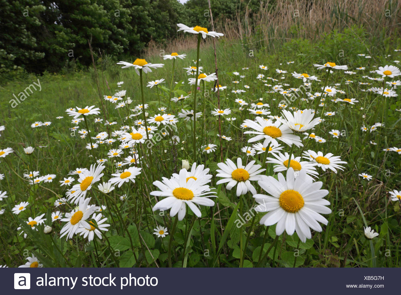 Wiesen Margerite High Resolution Stock Photography and Images - Alamy