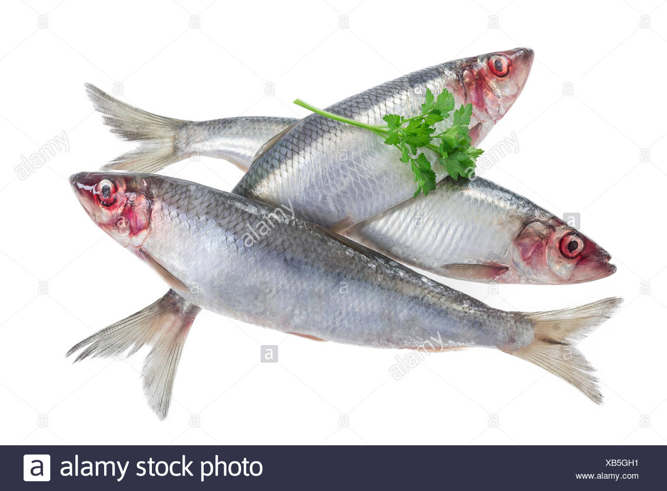 Herring Fishes Stock Photos & Herring Fishes Stock Images - Alamy