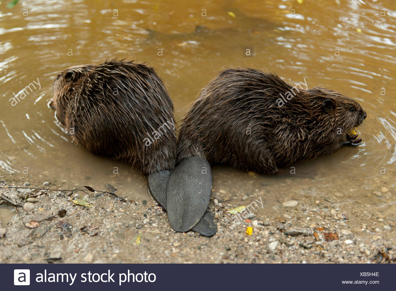 Beaver Couple High Resolution Stock Photography and Images - Alamy