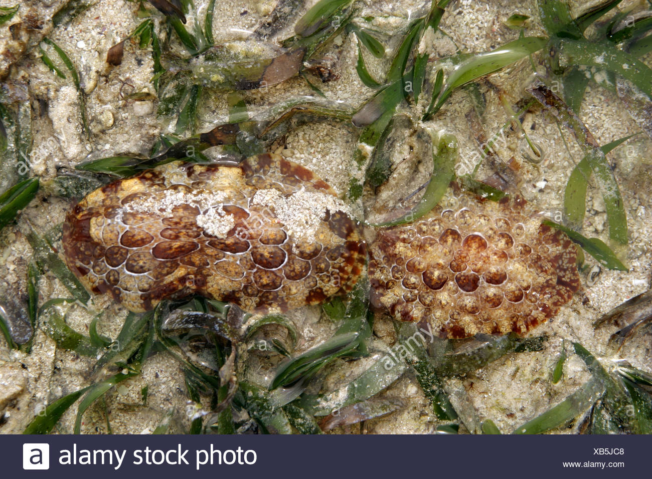 Coat Of Mail High Resolution Stock Photography and Images - Alamy