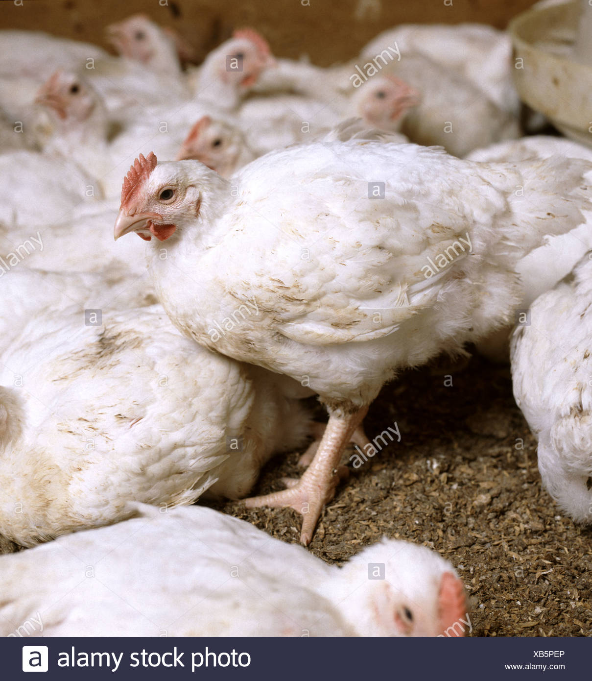 Broiler High Resolution Stock Photography and Images - Alamy