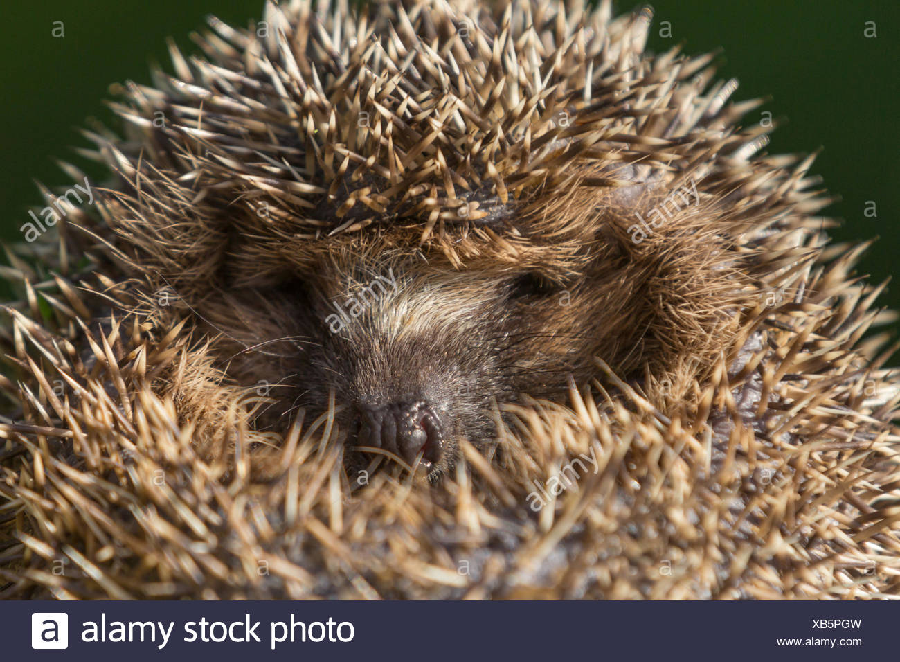 Hedgehog Face High Resolution Stock Photography and Images - Alamy