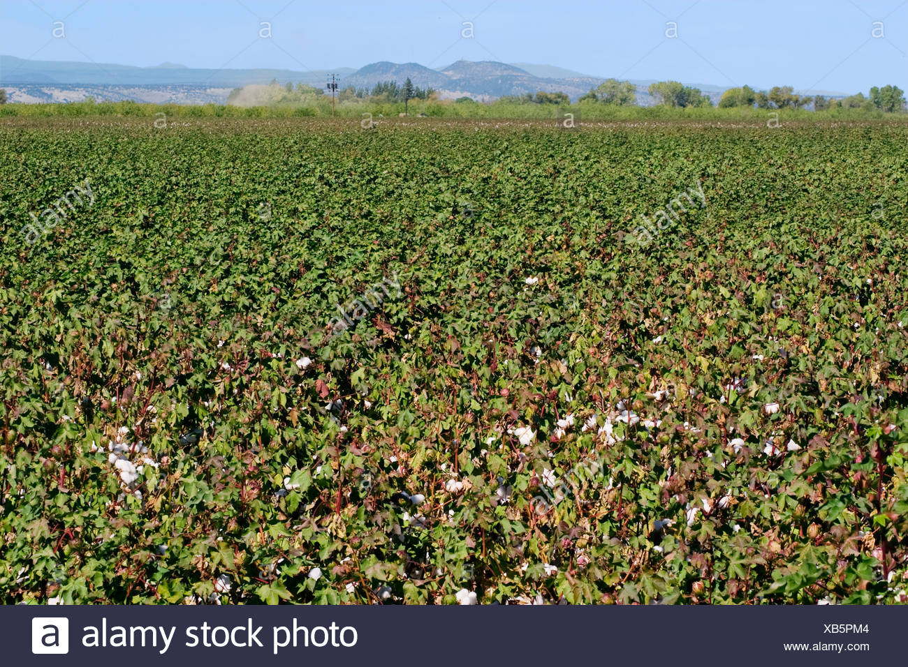 Open Field Farming High Resolution Stock Photography and Images - Alamy
