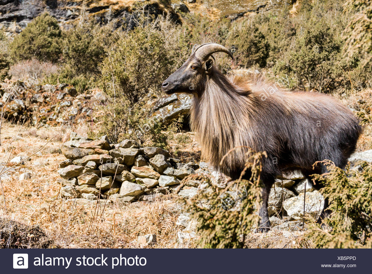 Tahr Hemitragus Jemlahicus High Resolution Stock Photography and Images ...