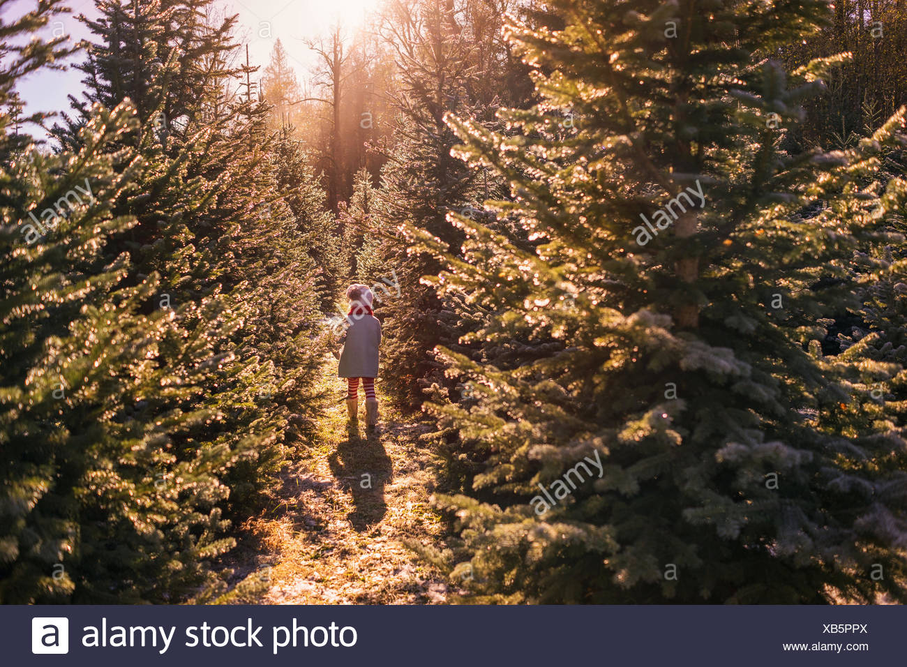 Between Two Trees High Resolution Stock Photography and Images - Alamy